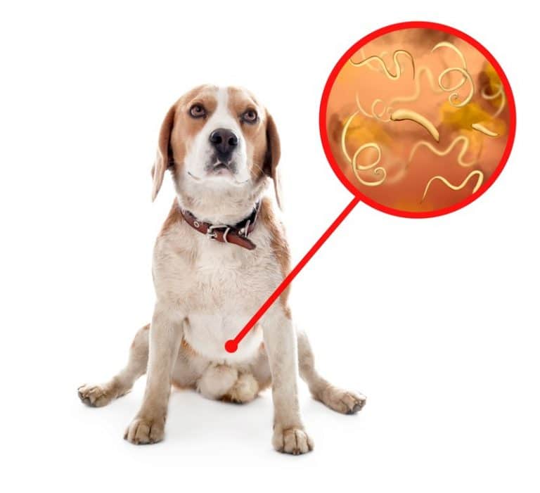 Parassiti intestinali: come si prendono e come si curano - Auxilia Salute